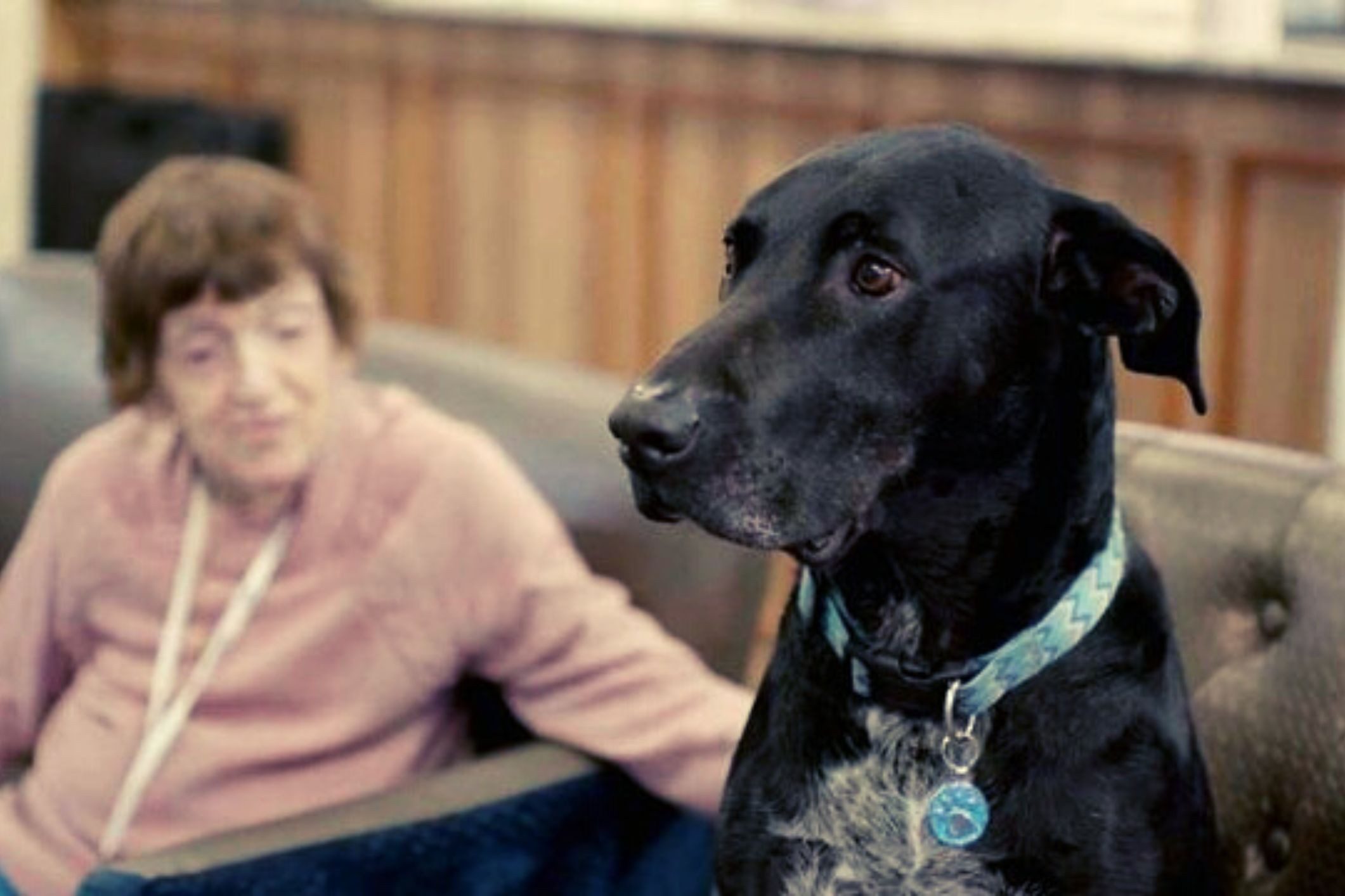 Old rescue dog finds a new forever home in aged care - Hellocare